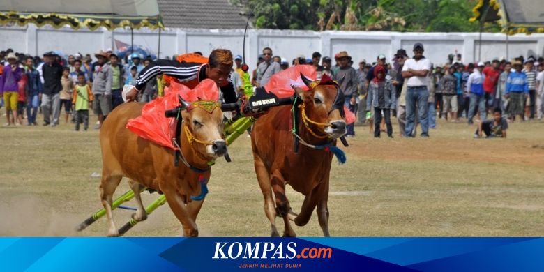 Karapan Sapi dari Madura: Sejarah, Makna, Aturan, dan Cara Bermain