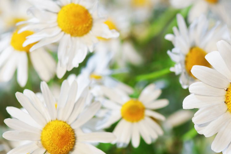 Mengenal Bunga Chamomile, dari Sejarah, Arti, hingga Manfaat