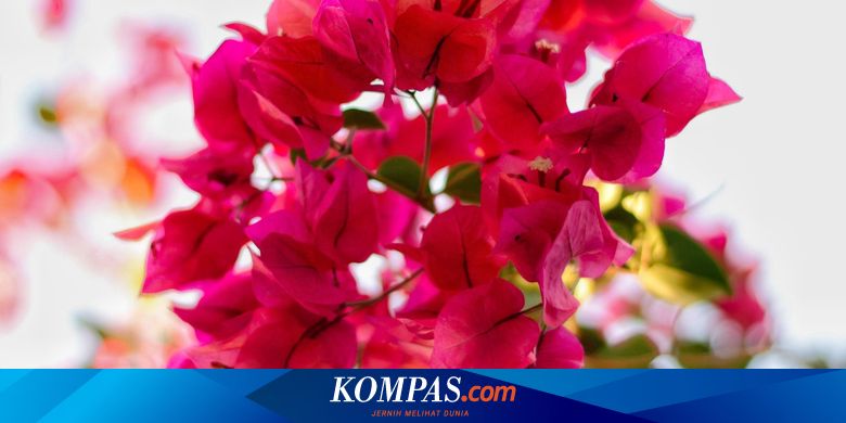 Kenapa Daun Tanaman Bunga Kertas atau Bugenvil Keriting?