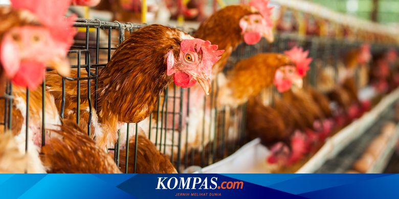 Penyakit Flu Burung - Gejala, Penyebab, Pengobatan - Kompas.com