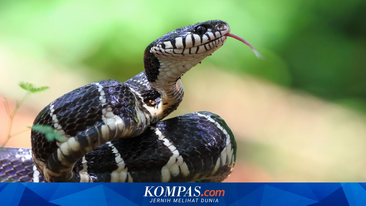 7 Penyebab Ular Masuk Rumah Ketika Musim Hujan dan Cara Mencegahnya