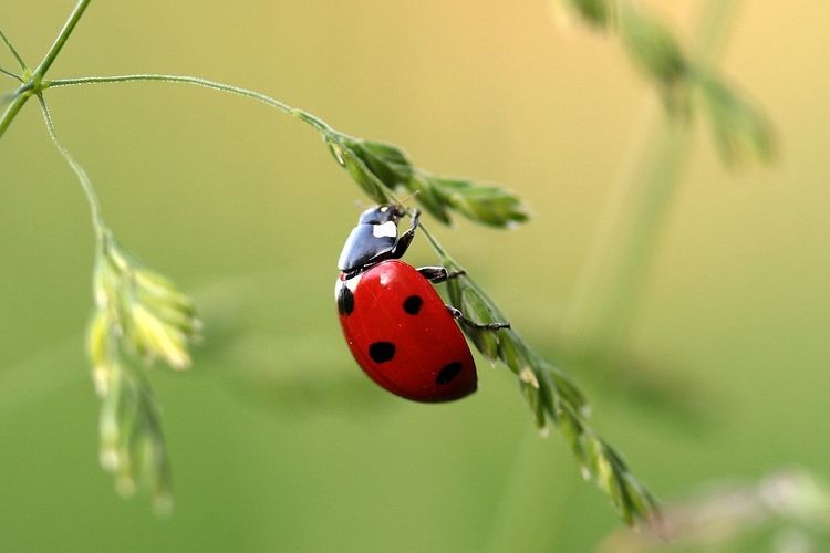 Apa yang Dimaksud dengan Individu pada Sebuah Ekosistem?