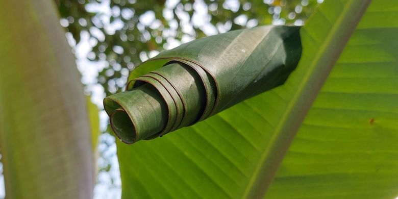 Cara Membasmi Hama Ulat Penggulung Daun pada Tanaman Pisang