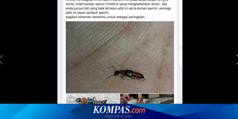 Viral Semut Charlie di Medsos, Samakah dengan Tomcat?