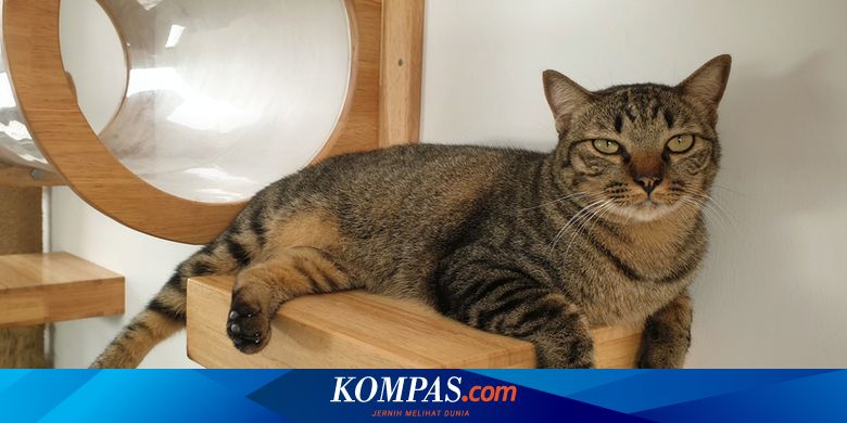 6 Cara Menghentikan Kucing Memanjat di Rumah