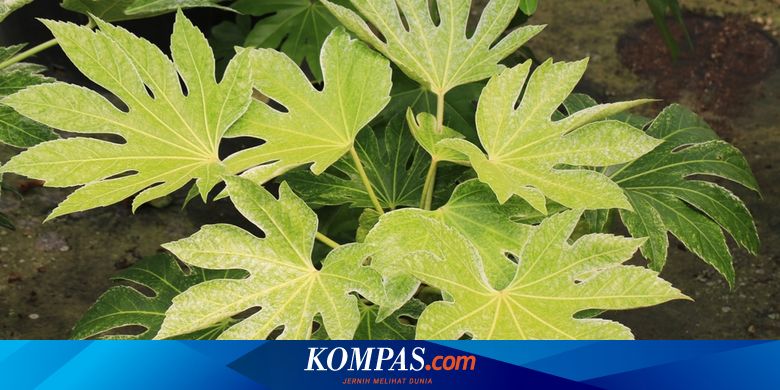 7 Tanaman Berdaun Besar yang Cantik dan Mudah Dirawat