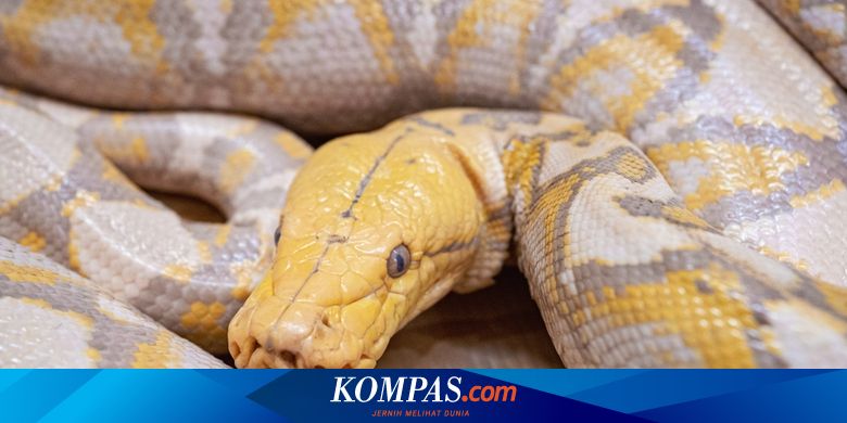 10 Spesies Ular Terbesar di Dunia, Siapa Juaranya?