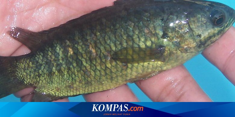 Ikan Betok, Ikan "Berjalan" Asli Indonesia yang Sempat Ancam Australia