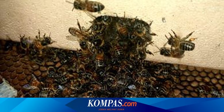 Seorang Wanita Tua Temukan Koloni Lebah Madu di Balik Dinding Rumah