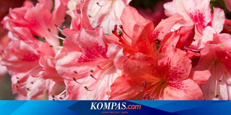 Cara Menanam dan Merawat Bunga Azalea, Cocok Jadi Tanaman Pagar