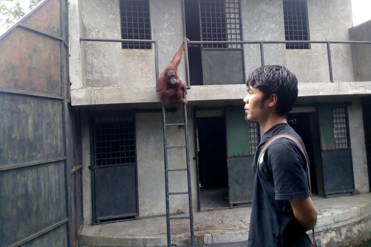 Unyil Melahirkan, Taman Satwa Cikembulan Tambah Koleksi Orangutan