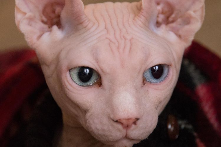 Bukan dari Mesir, Ketahui 10 Fakta Menarik Kucing Sphynx