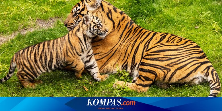 anak harimau sumatera bakso