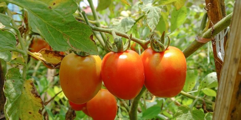 Mengenal 8 Varietas Tomat Unggul, Hasilkan Panen Buah Melimpah