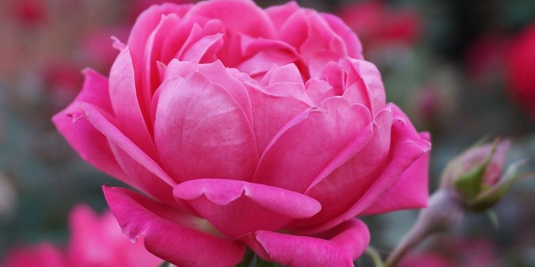 Tak Susah, Ini Tips Pemupukan Bunga Mawar agar Cepat Berbunga