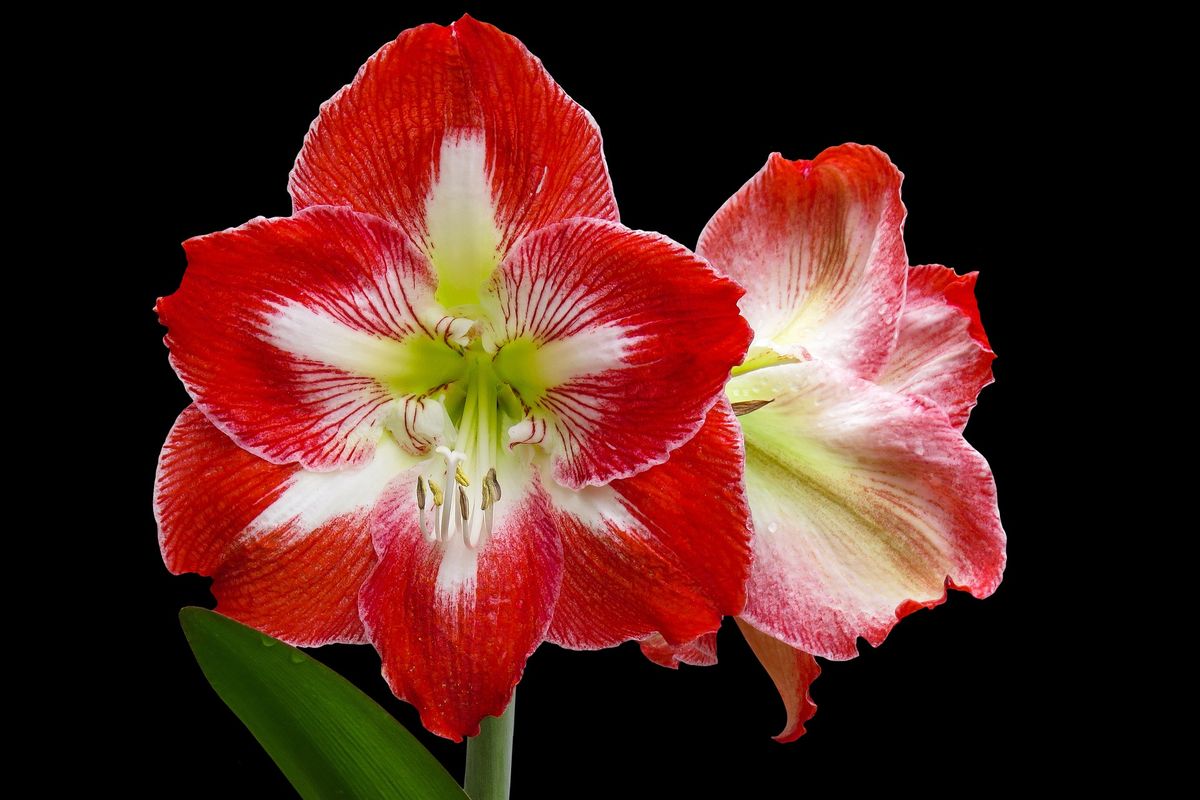 7 Tanaman Bunga Berwarna Merah yang Cocok Jadi Dekorasi Rumah