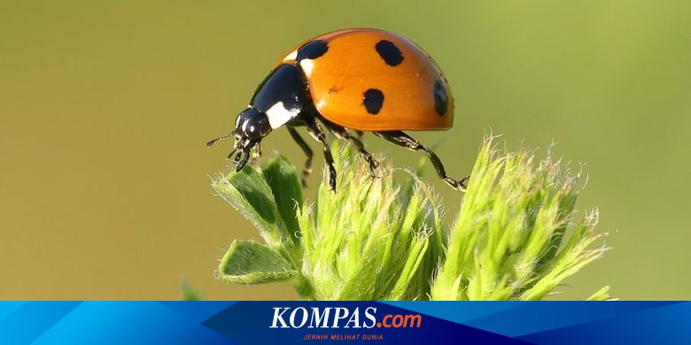 Jangan Diusir, Ini 3 Hewan Pembasmi Hama di Taman