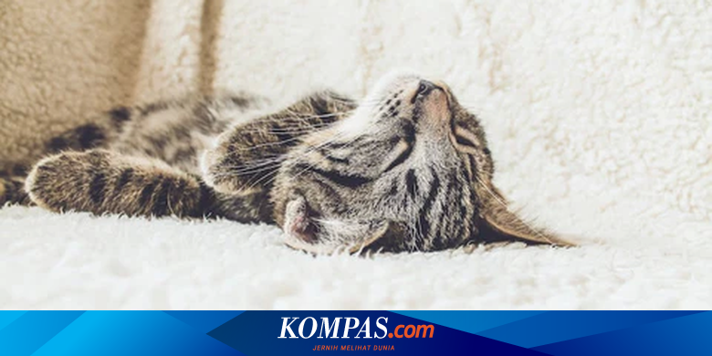 6 Pola Warna Bulu Kucing, dari Tabby hingga Colorpoint