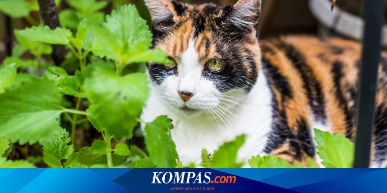 Kenapa Kucing Sangat Suka Catnip?