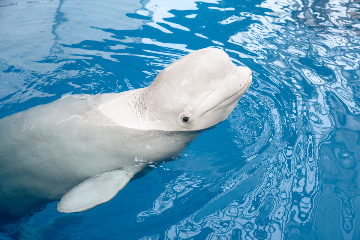 Mengenal Paus Beluga, Paus Putih Pelengking Tinggi