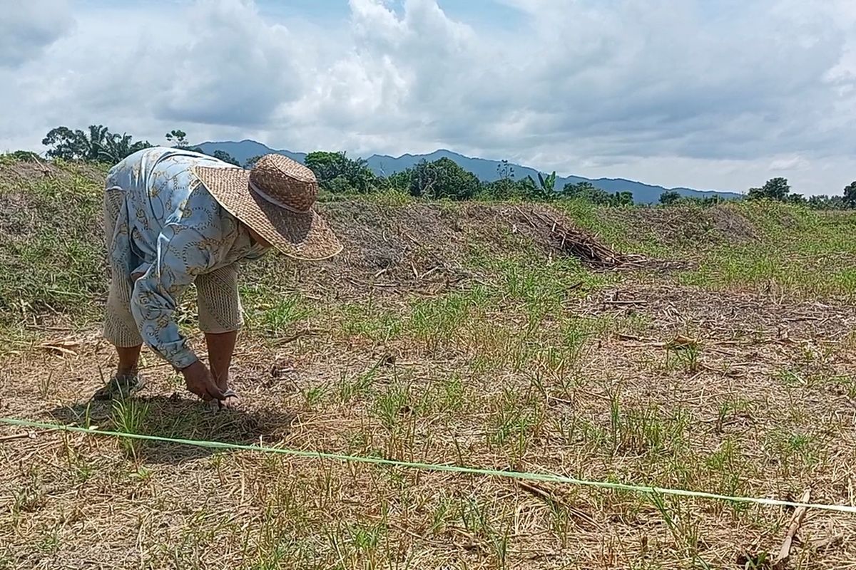Derita Petani Simalungun Gagal Panen karena Hama Tikus dan Kekeringan