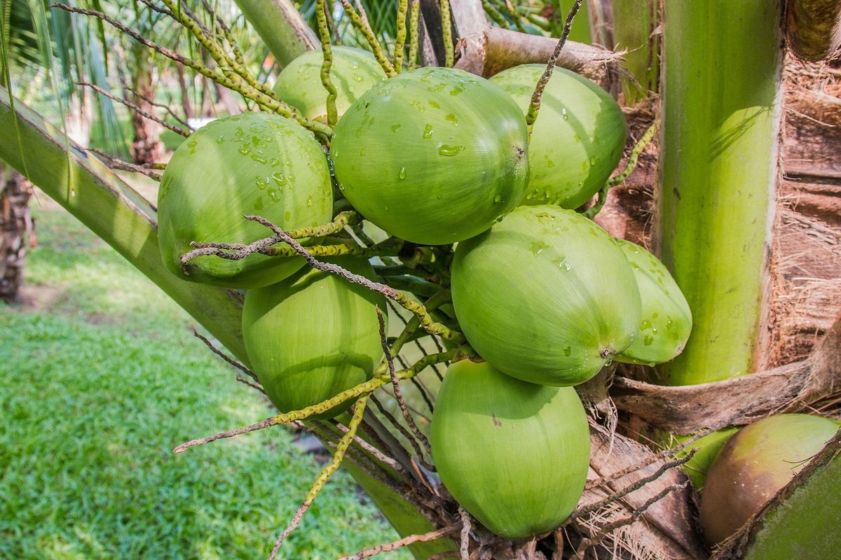 Harga Kelapa di Pasaran Mahal, Menperin Ungkap Penyebabnya