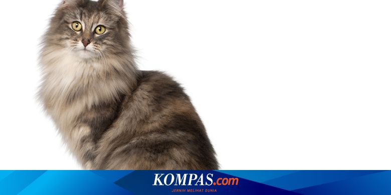 8 Ras Kucing Bertubuh Besar yang Cocok Jadi Peliharaan di Rumah