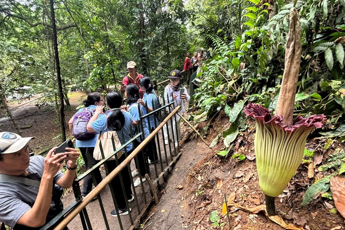 Bunga Bangkai Raksasa "Amorphophallus Titanum" Mekar di Kebun Raya Bogor
