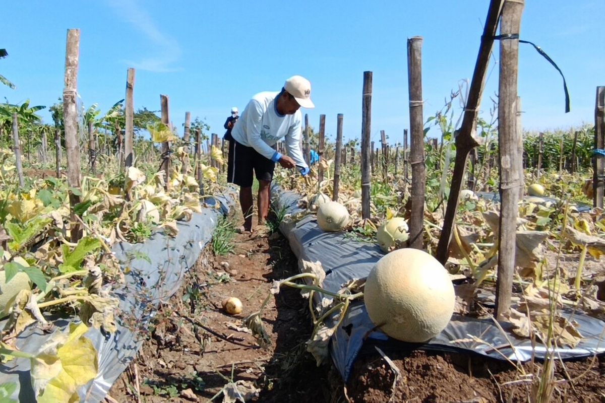 Cerita Sutrisno, Jual 7 Ton Melon Seharga Rp 50 Juta Sekali Panen