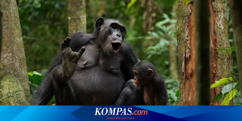 Menguping Percakapan Simpanse, Apakah Mereka Bisa Ngobrol?