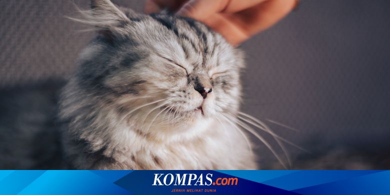 6 Bahasa Isyarat Kucing yang Perlu Diketahui Pemiliknya