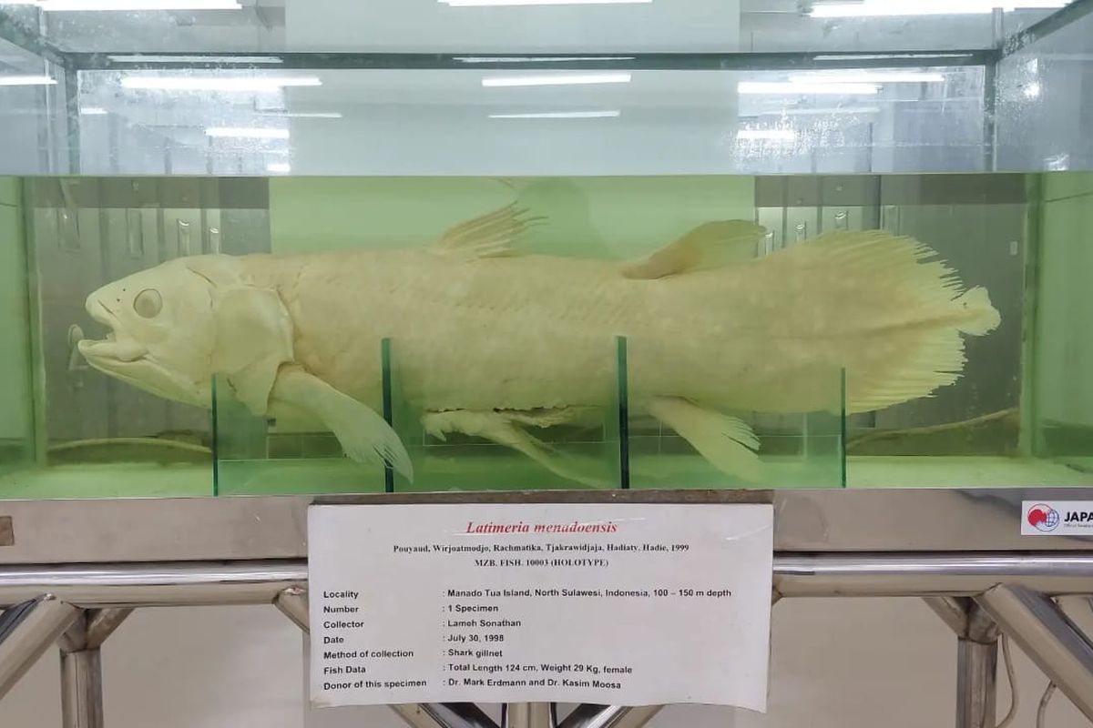 Latimeria menadoensis, Ikan Purba dari Manado yang Diduga Telah Punah 66 Juta Tahun