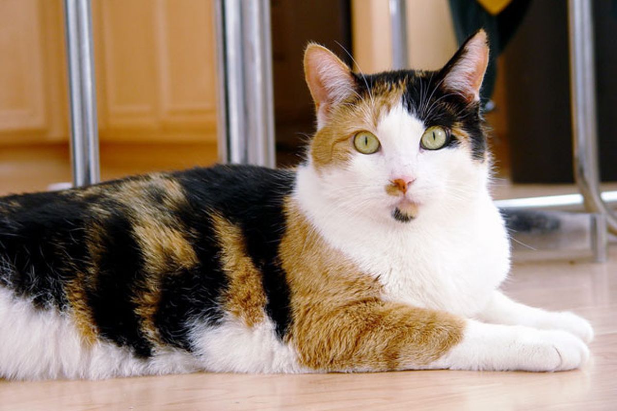 30 Ide Nama untuk Kucing Calico yang Unik dan Cantik