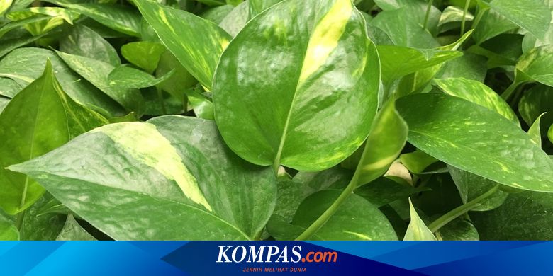 Cara Menanam Sirih Gading di Halaman Rumah