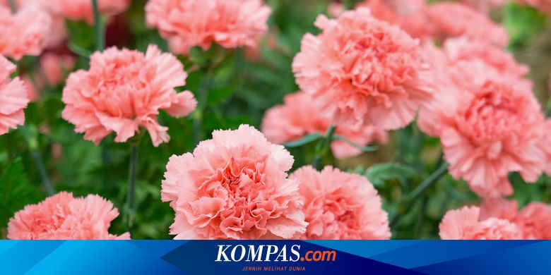 Cara Menanam dan Merawat Bunga Anyelir