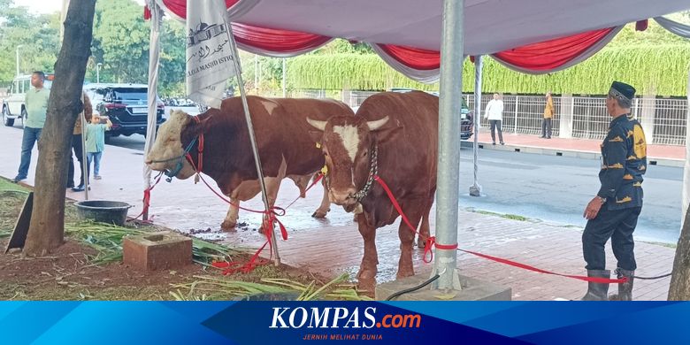 Saat Sapi-sapi Kurban Mengamuk dan Kabur...