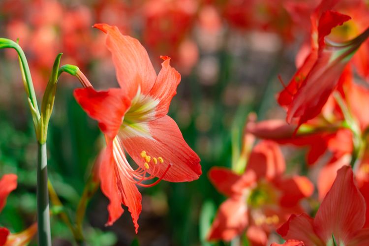 Makna Bunga Amarilis Berdasarkan Warna: Simbol Spiritualitas