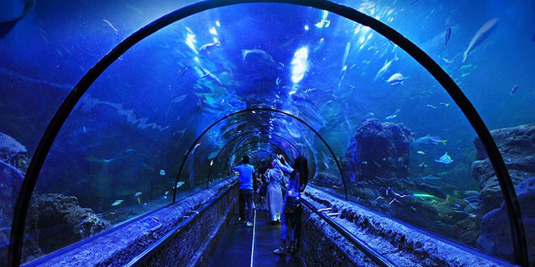 Yuk, Nikmati Liburan Bersama Biota Laut Unik di Seaworld Ancol