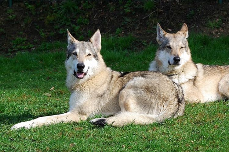 9 Fakta Menarik Wolfdog, Hasil Persilangan Anjing dan Serigala