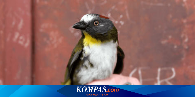 Temuan 2 Spesies Burung Baru di Papua Ternyata Beracun
