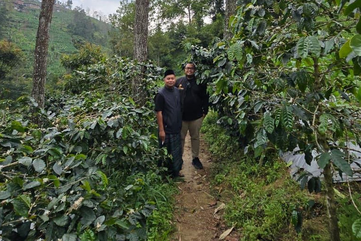 Dari Jual Asalan ke Specialty, Cerita Miftah Olah Kopi Arabika di ...