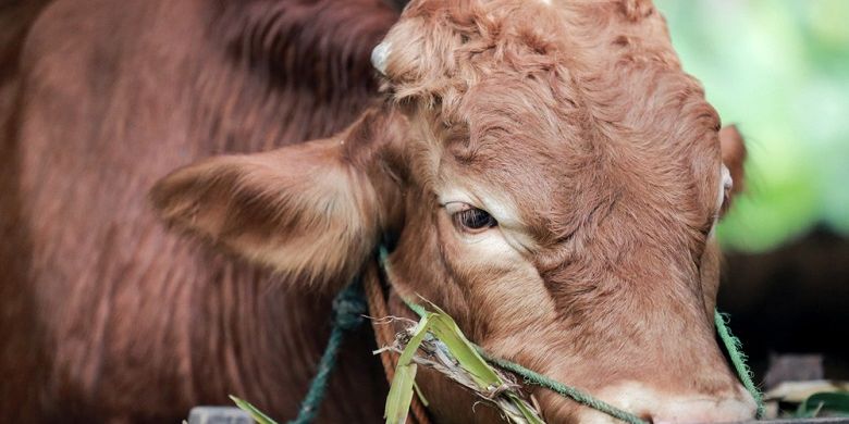 Mulai dari Limosin hingga Ongole, Berikut 5 Jenis Sapi Kurban di Indonesia