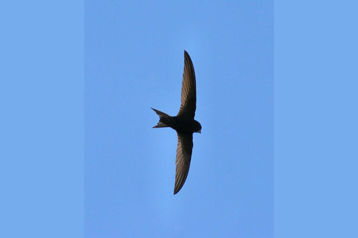 Jateng Ekspor Sarang Burung Walet Rp1,27 Triliun ke 14 Negara, Termasuk ...