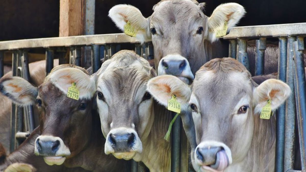 Ciri-ciri Penyakit Kuku dan Mulut (PMK) pada Sapi, Kambing, hingga Domba