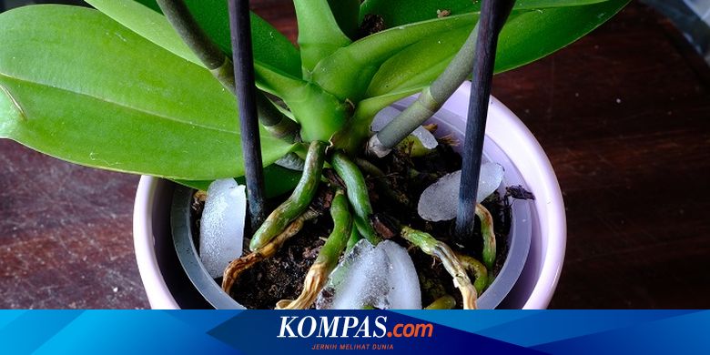 Menyiram Tanaman dengan Es Batu, Aman dan Efektifkah?