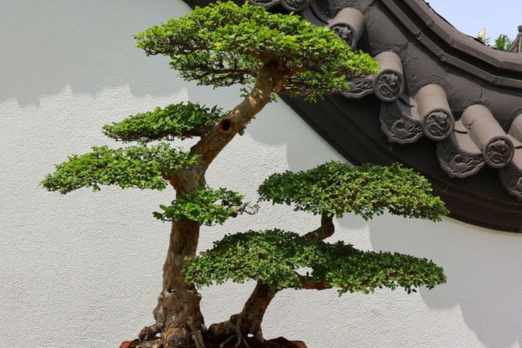 5 Jenis Pohon Bonsai yang Mudah Tumbuh dan Cocok untuk Pemula