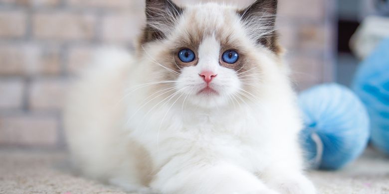 Ternyata Kucing Bisa Mengenali Wajah dan Mengingat Nama Pemiliknya