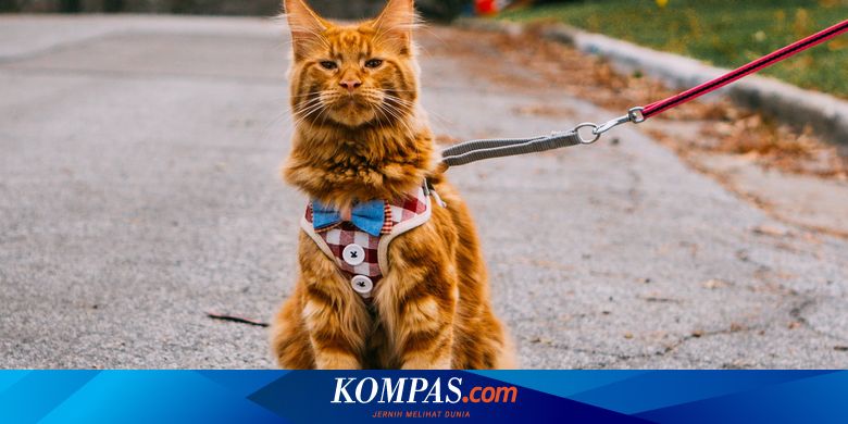Maine Coon, Kucing Bertubuh Besar yang Cantik