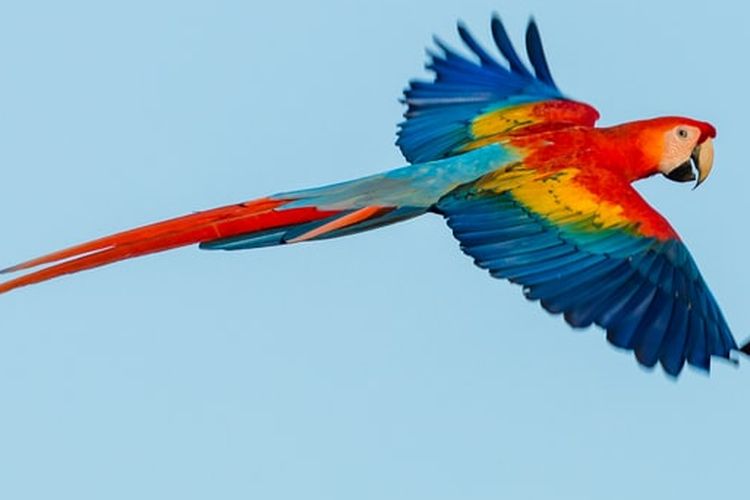 5 Fakta Menarik Burung Macaw, Berukuran Besar dan Eksotis