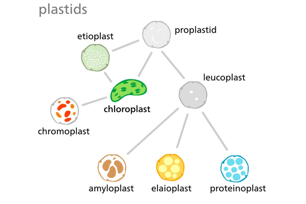 Plastida: Pengertian, Jenis, dan Fungsinya